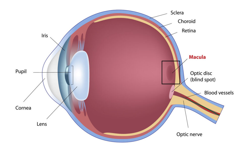 Eye Exams for Macular Degeneration