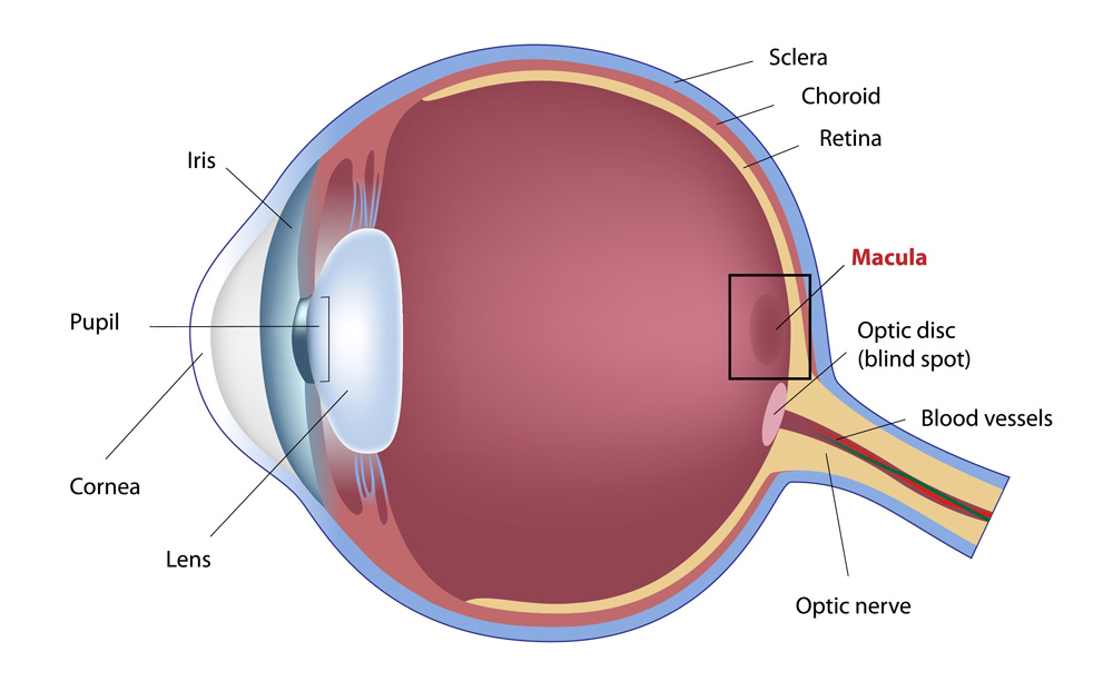 Eye Exams for Macular Degeneration - Family Eye Care